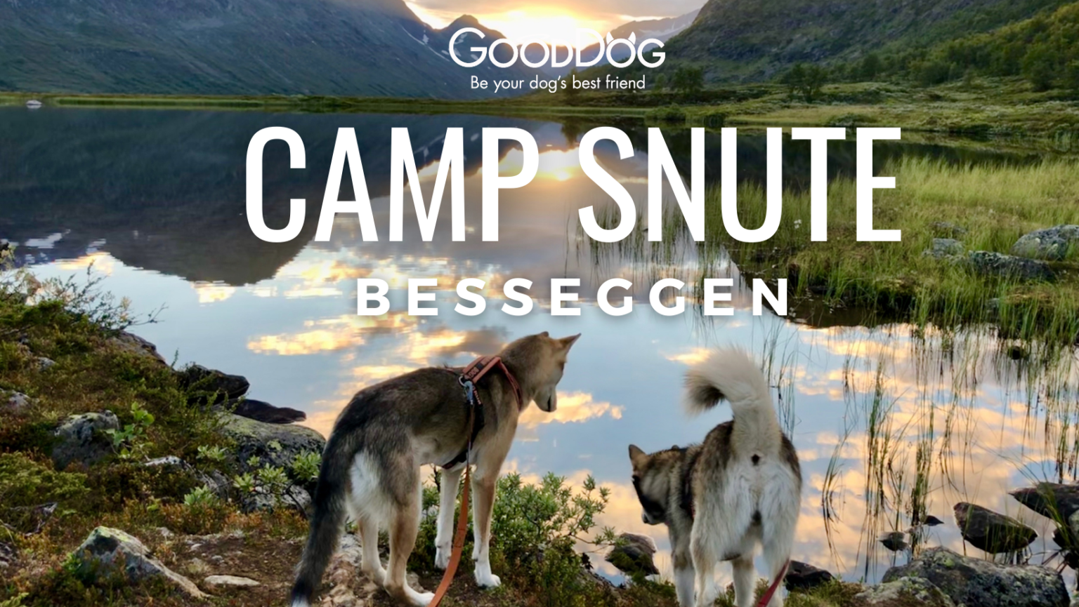 Camp Snute – GoodDog